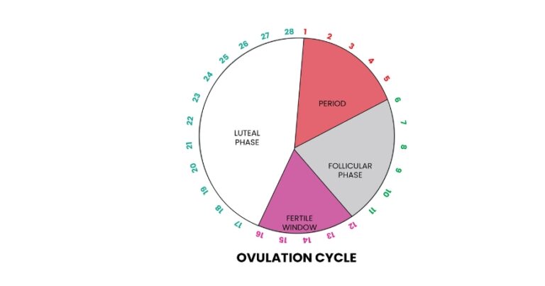 Understanding the Stages of the Menstrual Cycle | Boon IVF