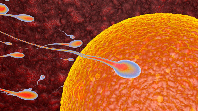 Follicle Size and Fertility: Impact on IVF and IUI Success